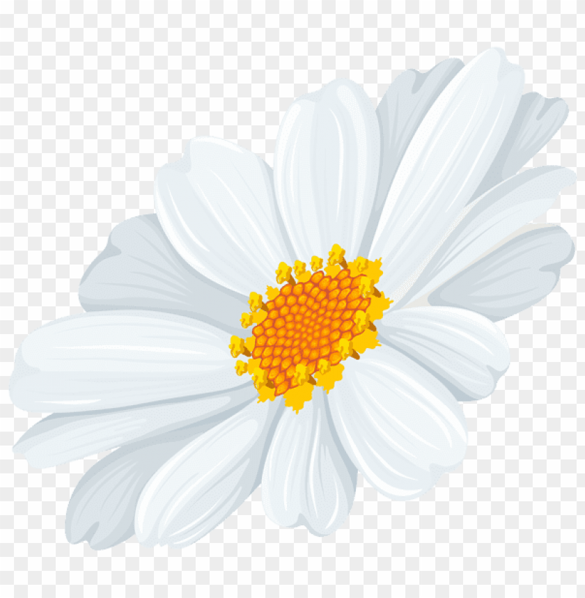Free download | HD PNG PNG image of white daisy transparent with a ...
