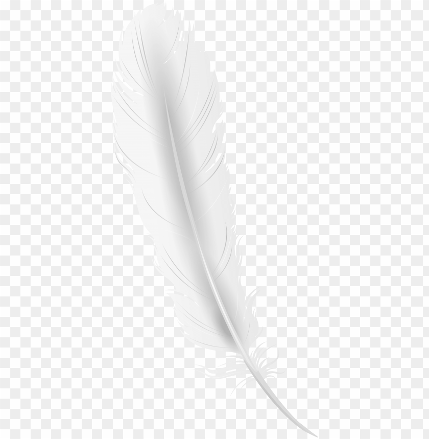 Free download | HD PNG white feather clip art PNG transparent with ...