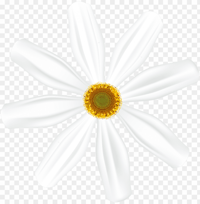 Free download | HD PNG PNG image of white flower with a clear ...