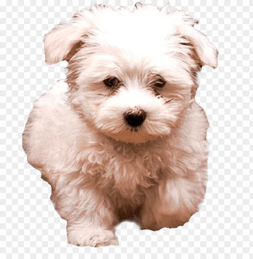Free download | HD PNG white fluffy dog transparent image vector black ...