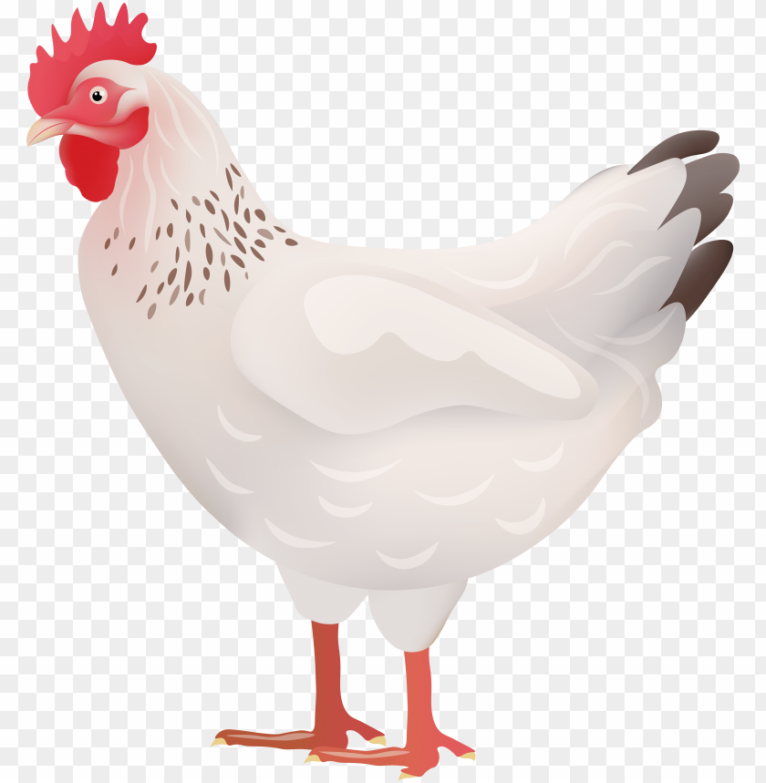Free download | HD PNG white hen transparent image PNG transparent with ...