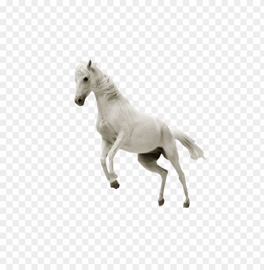 Jumping Horse Png cutout PNG & clipart images | TOPpng Jumping Horse Png cutout PNG & clipart images | TOPpng