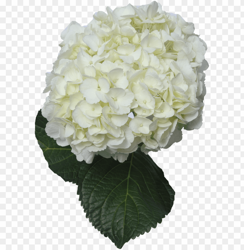 Free download | HD PNG white hydrangea transparent background PNG ...