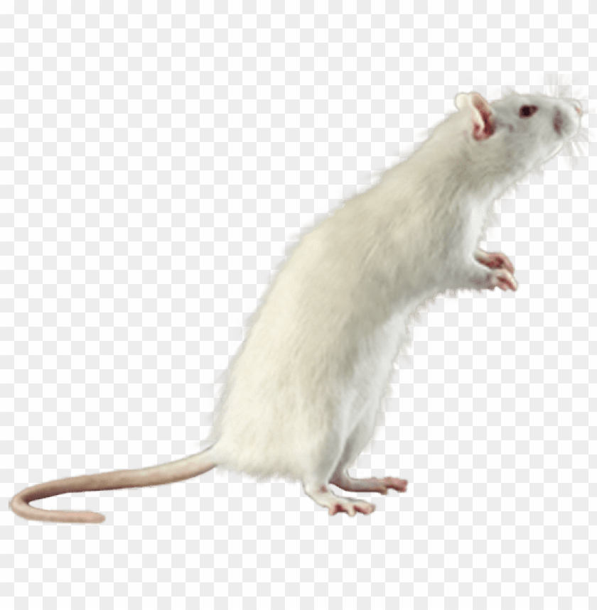 Free download | HD PNG white mouse on transparent background clipart ...
