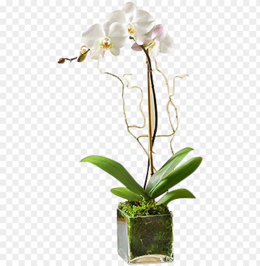 Free download | HD PNG white orchid plant white phalaenopsis orchid ...