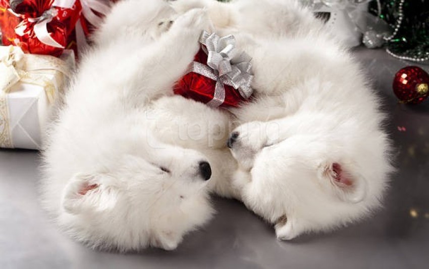 Free download | HD PNG white puppies christmas wallpaper background ...