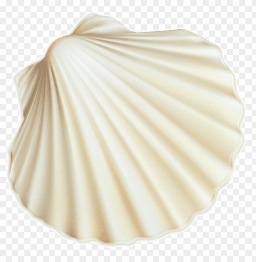 Free download | HD PNG white sea shell clipart png photo - 56255 | TOPpng