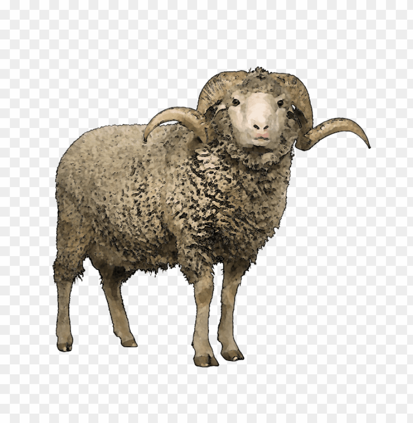 Free download | HD PNG white sheep png PNG transparent with Clear ...