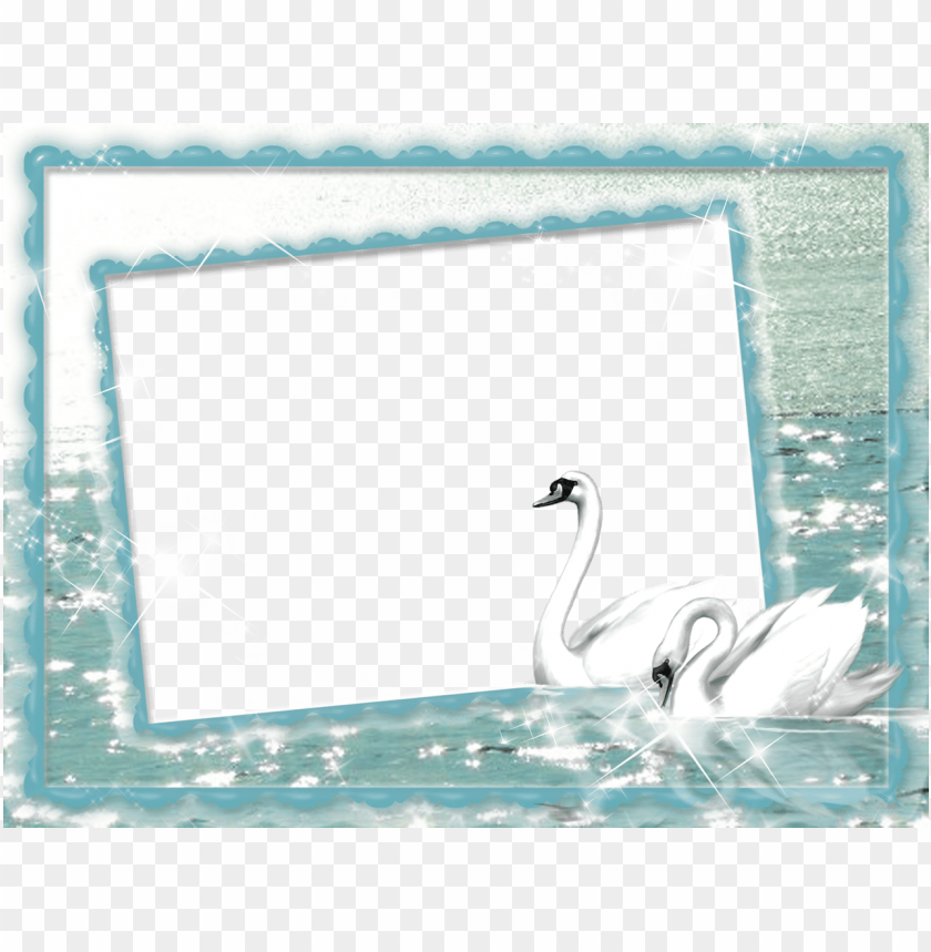 Free download | HD PNG white swan at lakeframe background best stock ...