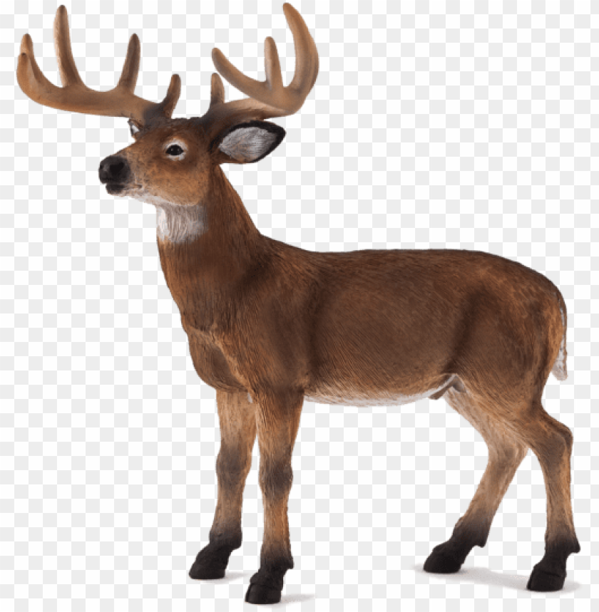Free download | HD PNG white tailed deer buck animal planet white ...