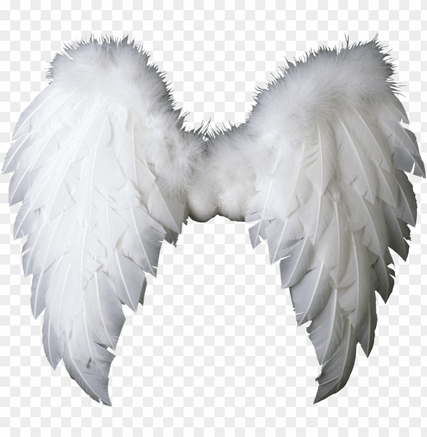 Free download | HD PNG PNG image of white wings with a clear background ...