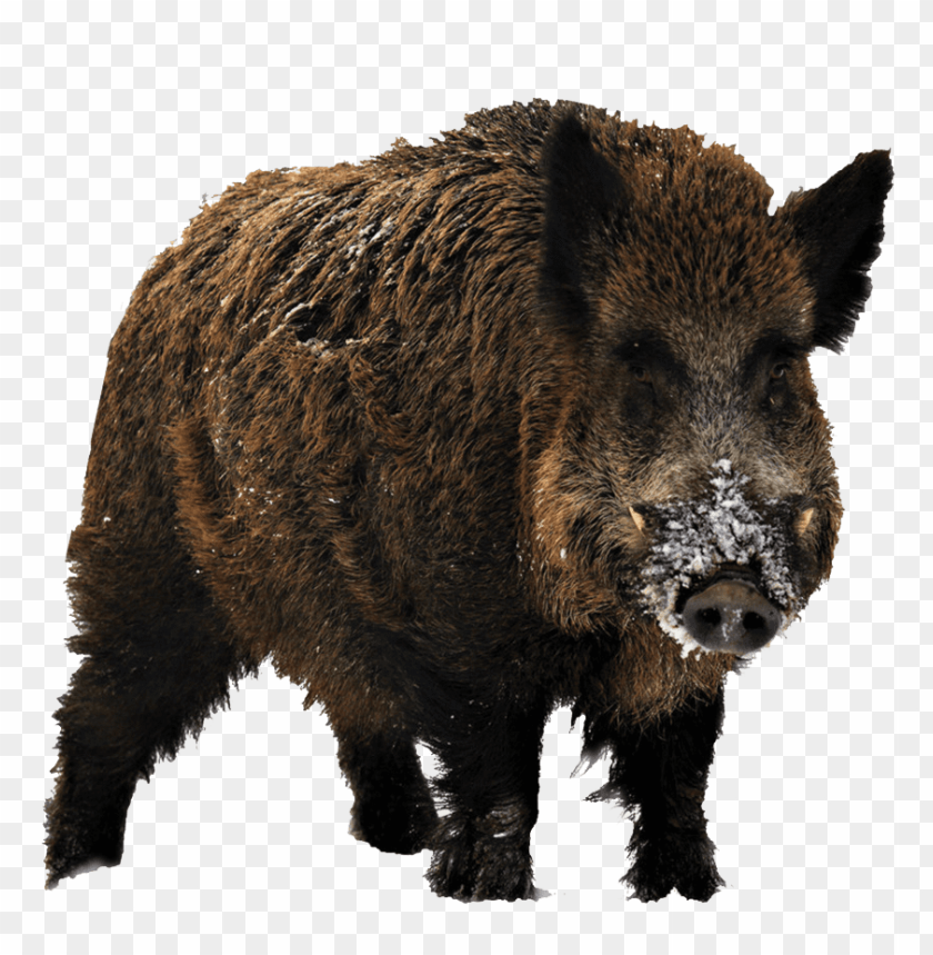 Wild Animal Behavior cutout PNG & clipart images | TOPpng