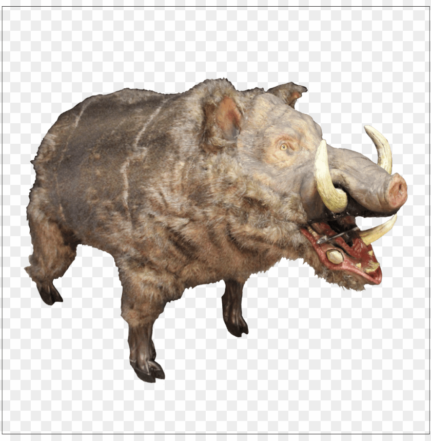 Free download | HD PNG wild boar free s png images background - Image ...