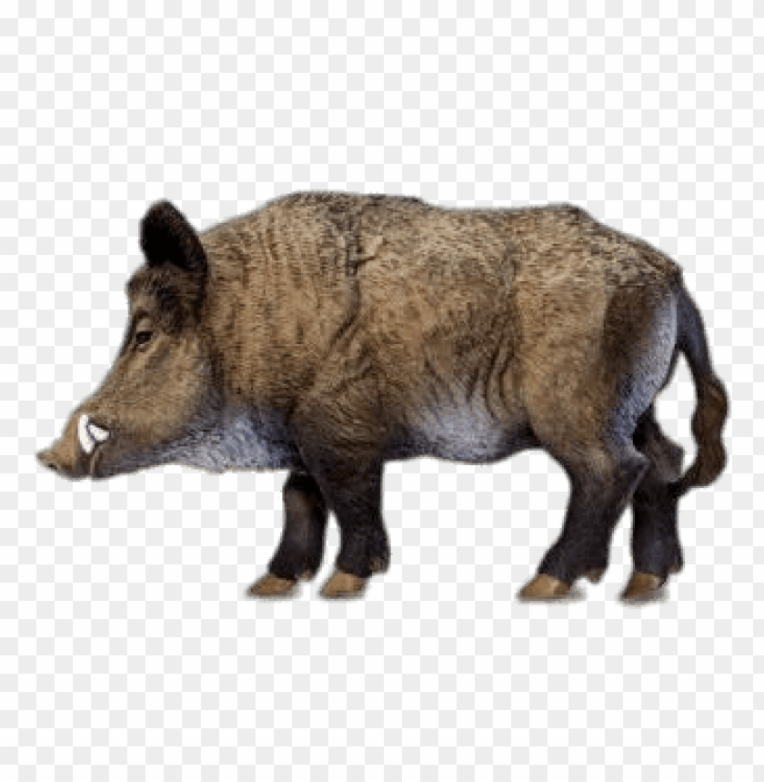 Free download | HD PNG wild boar miniature | TOPpng