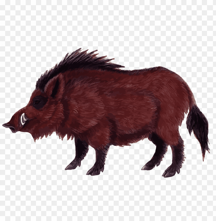 Free download | HD PNG wild boar png | TOPpng