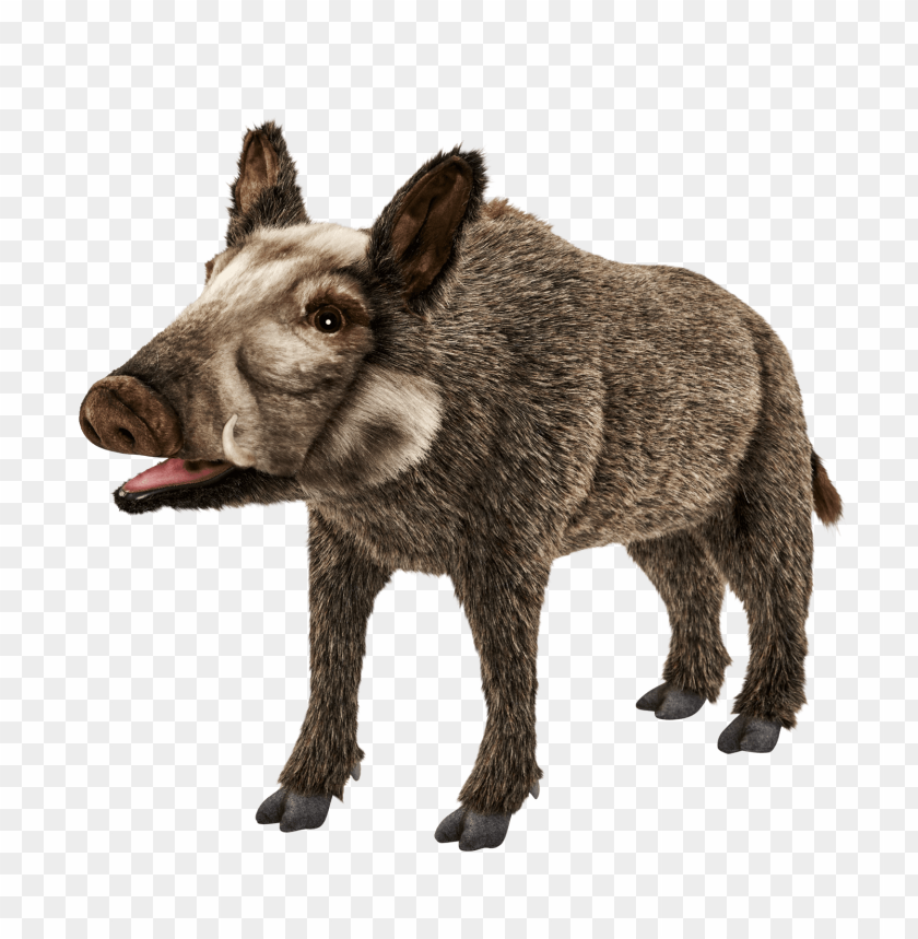 Free download | HD PNG wild boar s | TOPpng