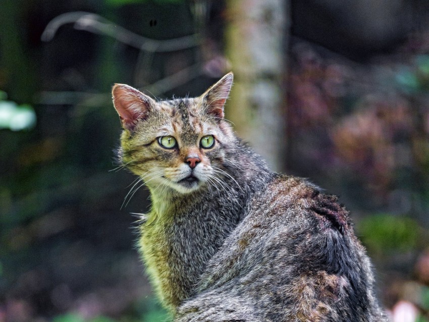 Free download | HD PNG wild cat cat wildlife look back 4k wallpaper ...