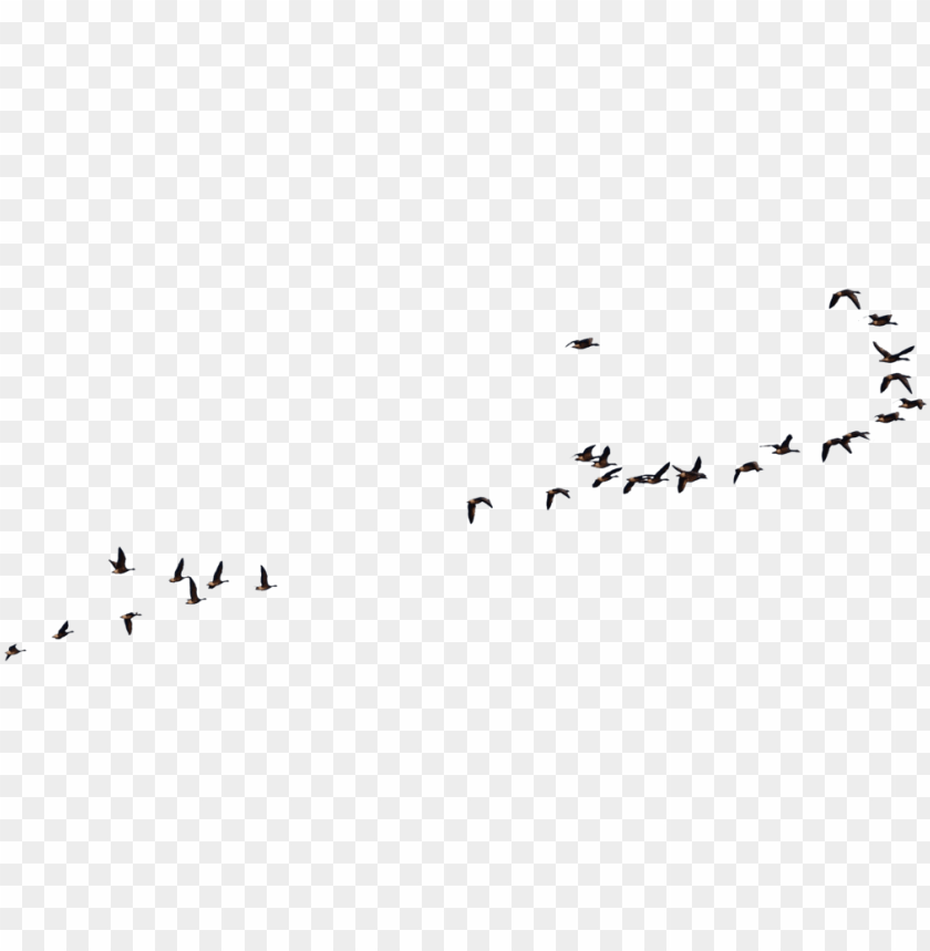 Free download | HD PNG wild geese flying goose geese flying no ...
