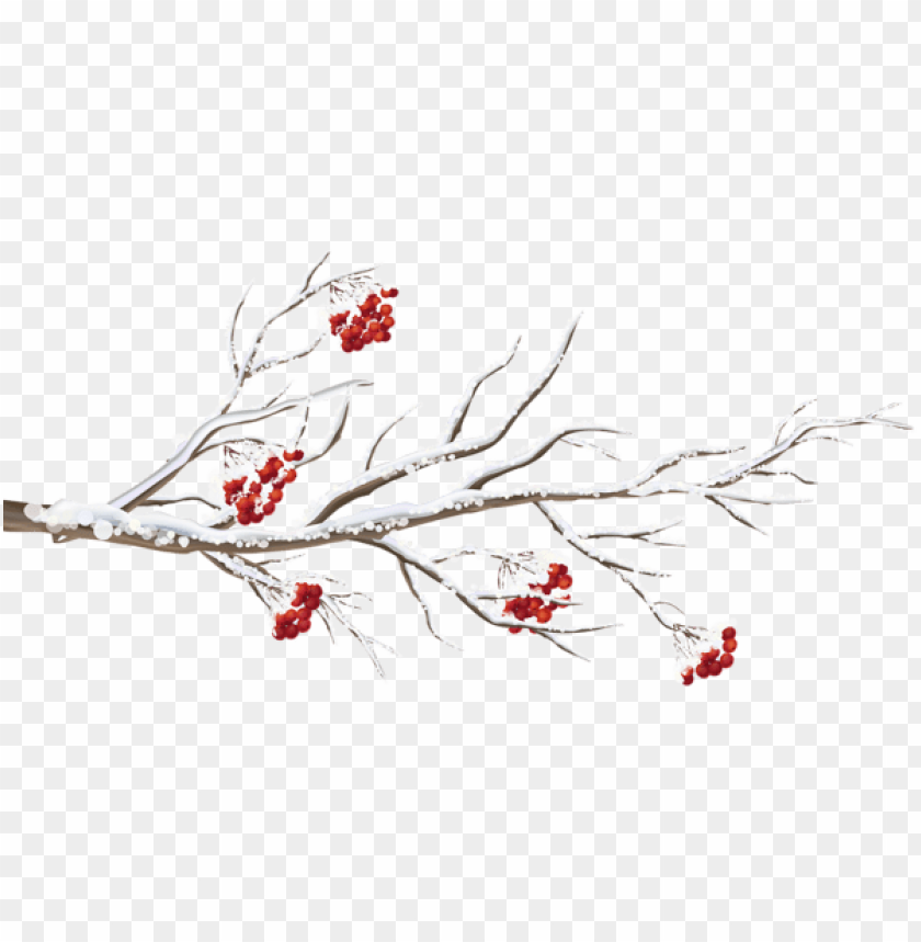 Free download | HD PNG winter branch PNG Images 42416 | TOPpng