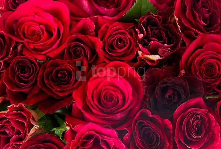 Free download | HD PNG lovely roses in full bloom 4k background ...