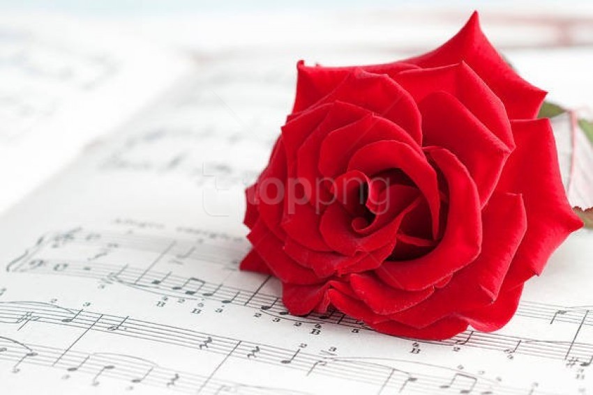 Free download | HD PNG with red rose and music sheet background best ...