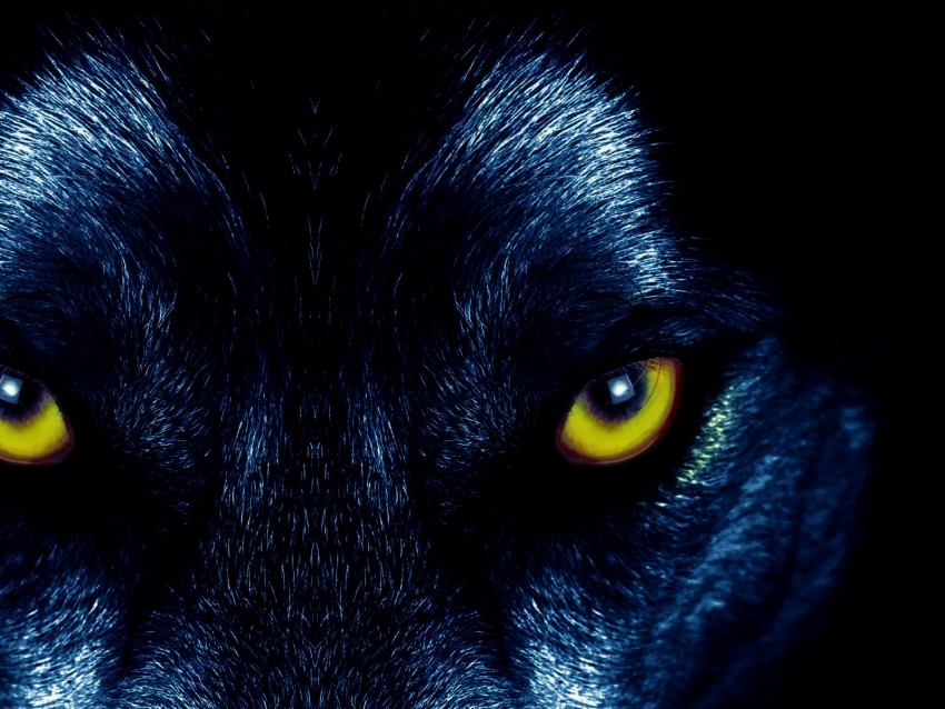 Free download | HD PNG wolf eyes predator sight 4k wallpaper | TOPpng