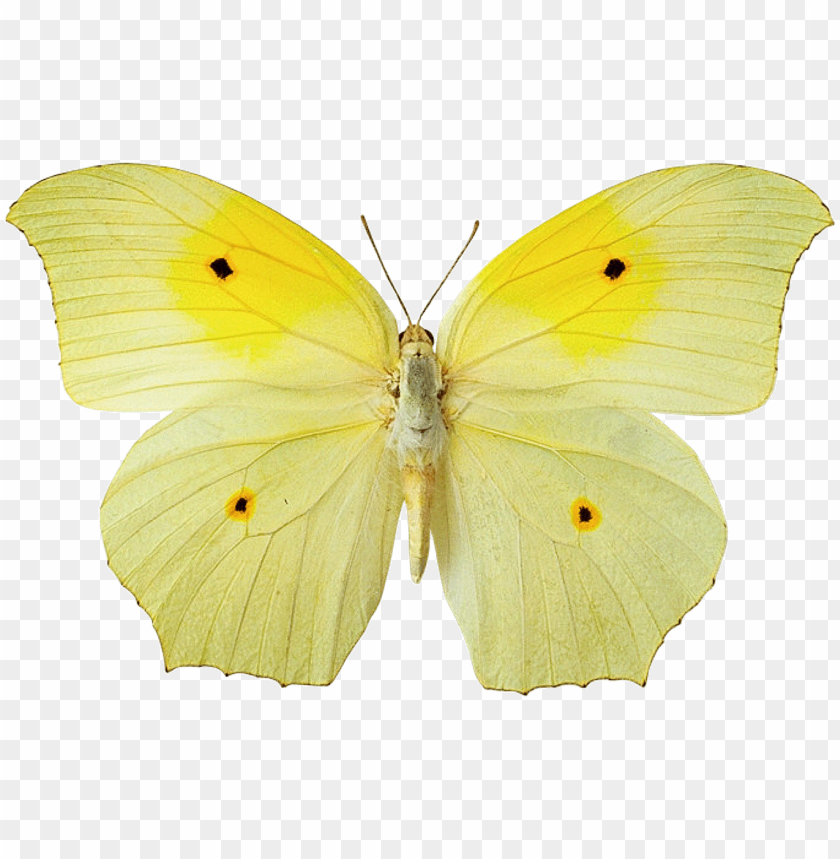 Free download | HD PNG yellow butterfly hd wallpaper yellow butterfly ...