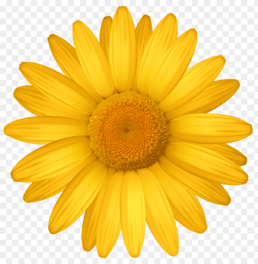 Free download | HD PNG PNG image of yellow daisy with a clear ...