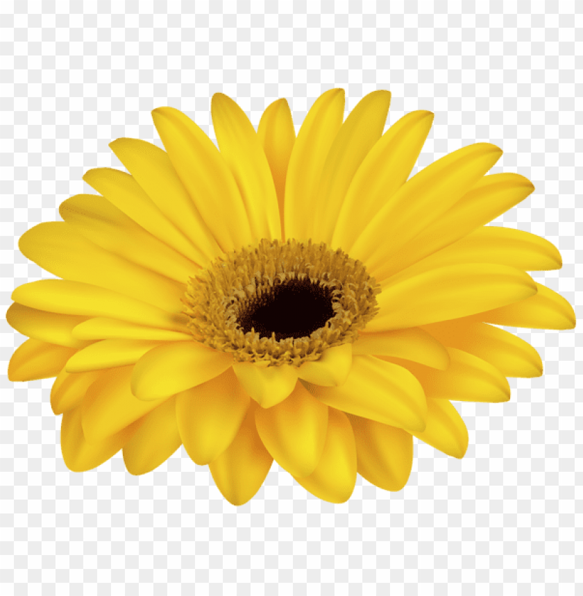 Free download | HD PNG PNG image of yellow gerbera decorative ...