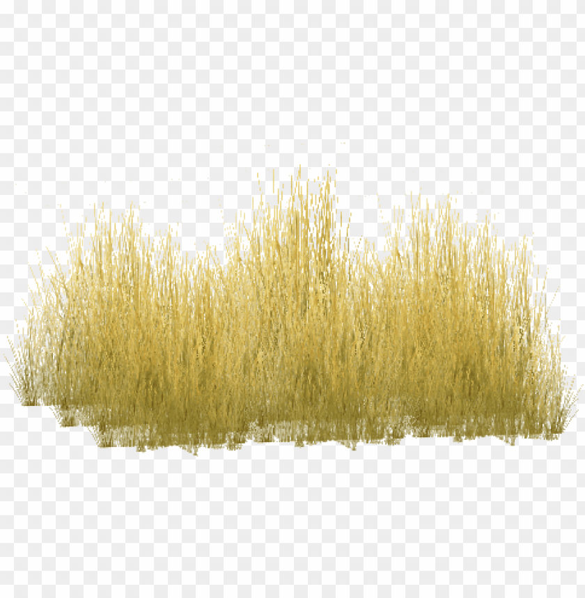 Free download | HD PNG yellow grass PNG transparent with Clear ...
