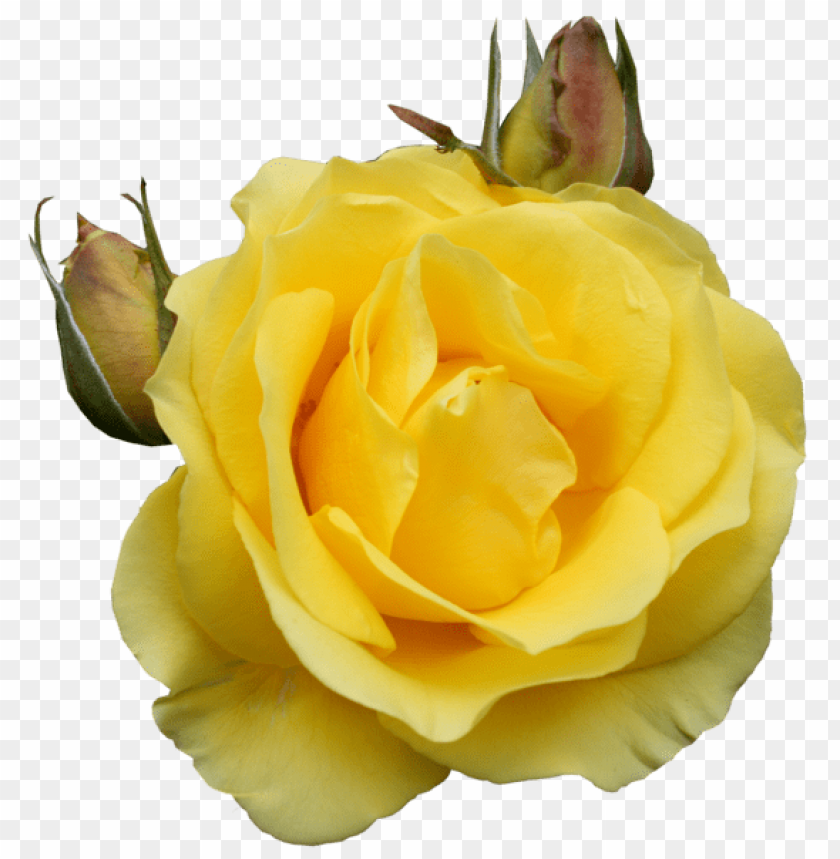 Free download | HD PNG PNG image of yellow rose with a clear background ...