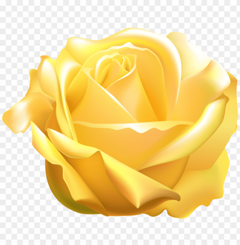 Free download | HD PNG PNG image of yellow rose with a clear background ...