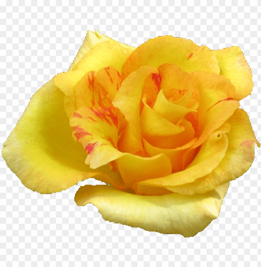 Free download | HD PNG yellow rose flower PNG transparent with Clear ...