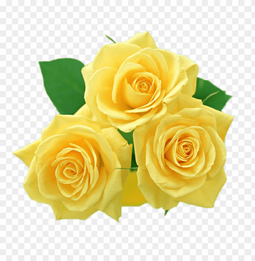 Free download | HD PNG PNG image of yellow roses with a clear ...