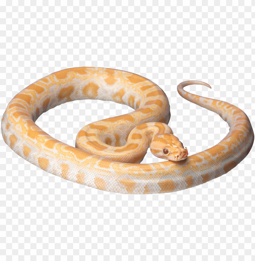 Free download | HD PNG coiled yellow python png | TOPpng
