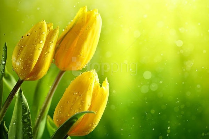 Free download | HD PNG yellow tulips in bloom nature background ...