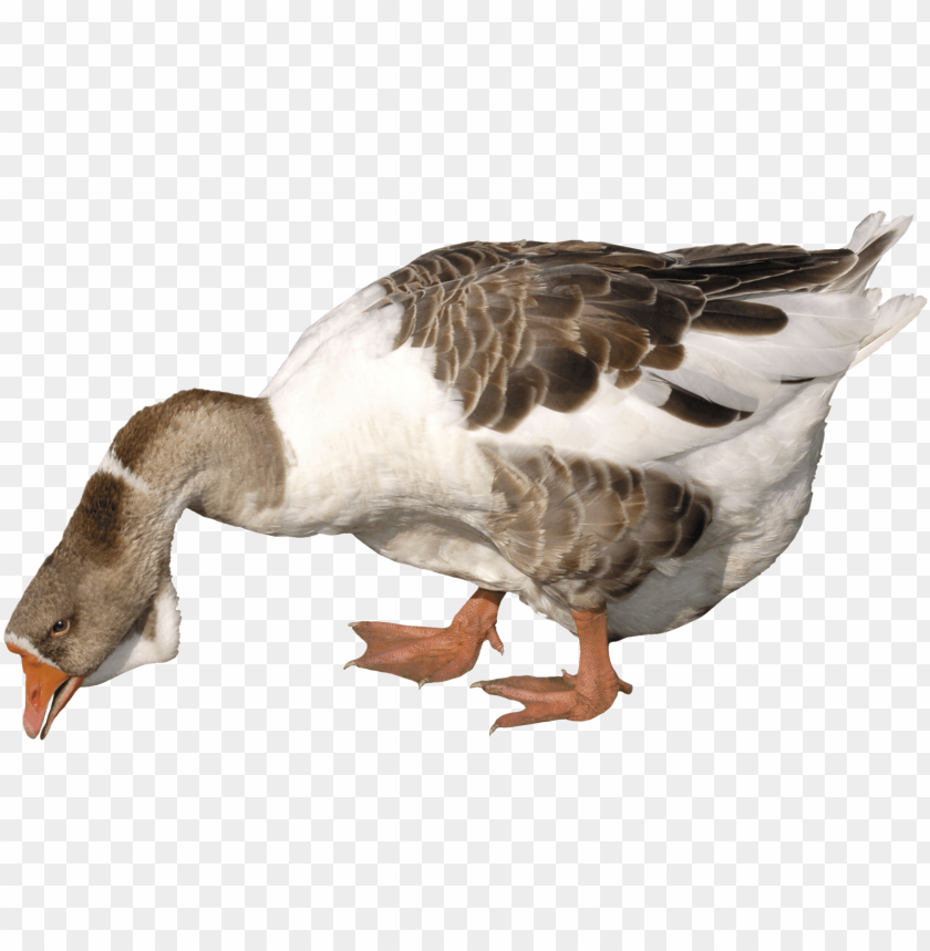 Free download | HD PNG young goose png images background - Image ID ...