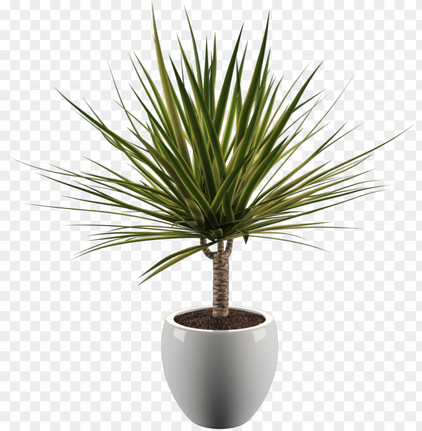Free download | HD PNG yucca yoga plant PNG transparent with Clear ...