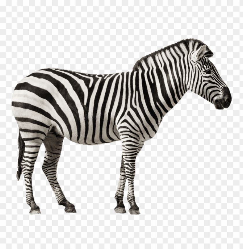 Zebra Png