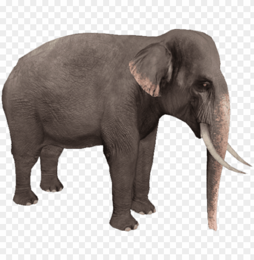 Free download | HD PNG zoo tycoon asian elephant PNG transparent with ...