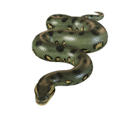 Download anaconda free png png - Free PNG Images | TOPpng