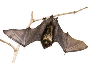 Download bat png - Free PNG Images | TOPpng