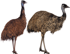 Download big bird sesame street png - Free PNG Images | TOPpng