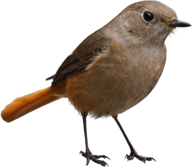 Download bird transparent background png - Free PNG Images | TOPpng