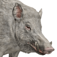 Download boar png - Free PNG Images | TOPpng