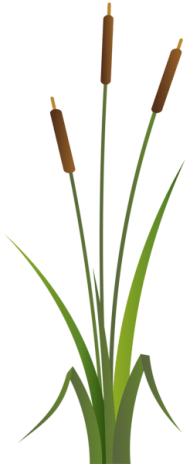Download bulrush png - Free PNG Images | TOPpng