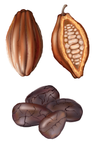 Download cocoa nut png - Free PNG Images | TOPpng