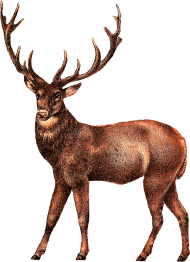 Download deer transparent png images - deer transparent png - Free PNG ...