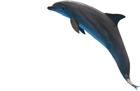 Download Dolphin png - Free PNG Images | TOPpng