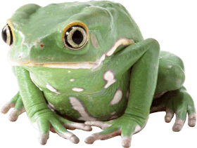 Download frog png - Free PNG Images | TOPpng